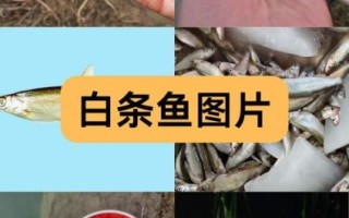 白枪鱼长什么样子_白枪鱼和白条鱼的区别