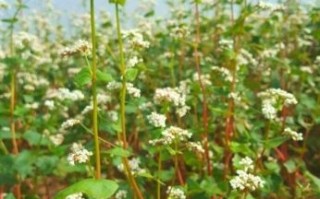 荞麦图片大全大图_荞麦植株长什么样