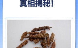 夏枯草致癌是真的吗_夏枯草为什么有致癌风险