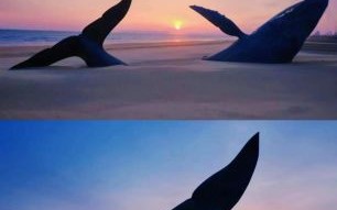 鲸鱼图片唯美_如何拍出治愈系氛围