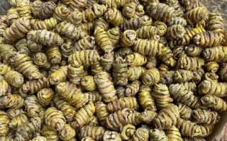 铁皮枫斗怎么吃_铁皮枫斗怎么泡