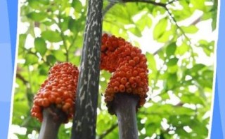 魔芋的功效与作用_魔芋的禁忌有哪些