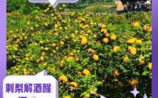 刺梨怎么吃_刺梨有什么功效