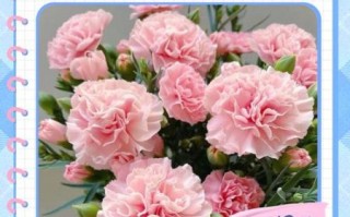 康乃馨俱乐部是什么_如何加入康乃馨俱乐部