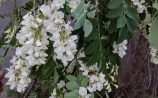 槐花怎么保存最好_新鲜槐花长期保存方法