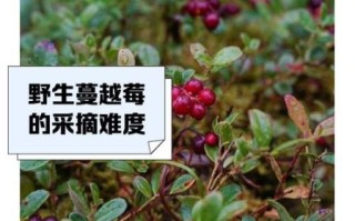 蔓越莓怎么种植_蔓越莓适合什么土壤