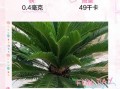 铁树叶的功效与作用_铁树叶能治什么病