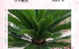 铁树叶的功效与作用_铁树叶能治什么病