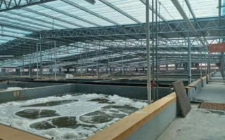 淡水虾养殖技术视频_新手如何快速上手