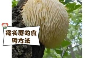 猴头为什么是禁菜_猴头菇为何被禁止食用