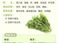 荠荠菜的功效与作用_荠荠菜的营养价值有哪些