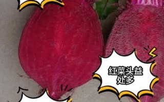 红菜头是什么_红菜头的功效与作用