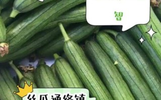 野丝瓜的功效与作用_野丝瓜怎么吃最好