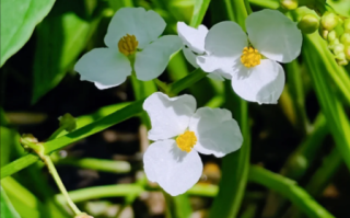 慈姑怎么种_慈姑种植方法步骤