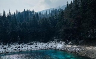 竹菌菇怎么做好吃_竹菌菇营养价值有哪些