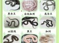 蛇类大全_蛇有哪些常见品种