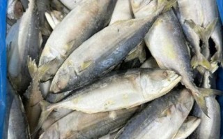 鲭鱼王和鲭鱼的区别_哪个更好吃