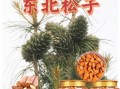 野生松子长什么样_野生松子与种植松子区别