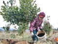 油茶种植技术大全_油茶一亩种多少棵合适