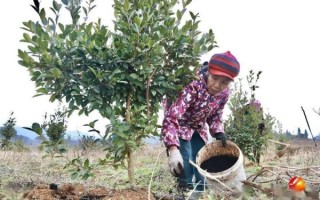 油茶种植技术大全_油茶一亩种多少棵合适