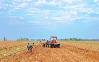 牛蒡什么季节收获_最佳采收时间