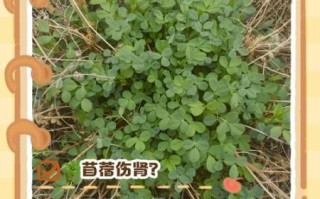 苜蓿吃多了有什么危害_苜蓿草过量副作用