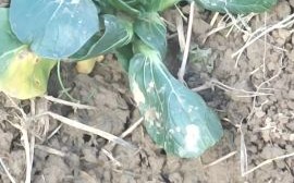 塌菜什么时候种_塌菜种植方法步骤