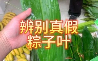 野生粽叶图片_如何辨别真假