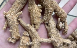 花旗参怎么吃效果好_花旗参的正确吃法