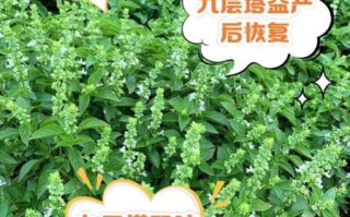 九层塔的功效与作用_九层塔有哪些禁忌