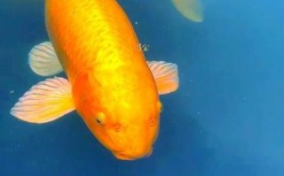 招财鱼图片大全大图_招财鱼高清图怎么选