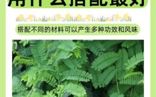 鸡骨草的功效与作用_鸡骨草怎么吃才安全