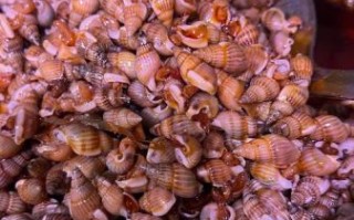 海螺丝有毒吗_海螺丝中毒症状