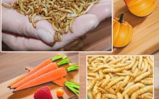 粉虫图片_粉虫长什么样