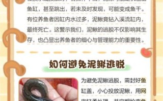 泥鳅养殖失败的人多吗_泥鳅养殖失败的原因