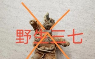 田七叶子长什么样_田七叶子图片怎么辨别真假
