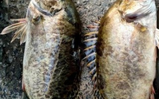 桂鱼养殖条件_桂鱼养殖水质要求