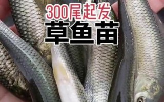 草鱼苗批发价格_草鱼苗批发哪里便宜