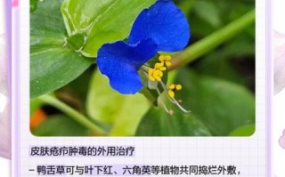 鸭舌草图片治咽喉炎_鸭舌草怎么用