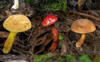 牛肝菌有几种品种图_常见可食用与毒菌区分