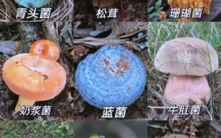 蘑菇种类大全_如何辨别可食用蘑菇