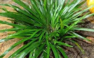 菖蒲怎么读拼音_菖蒲的拼音怎么写 菖蒲怎么读拼音_菖蒲的拼音怎么写