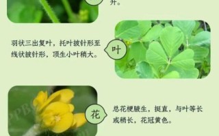 金花菜是什么菜_金花菜和草头区别
