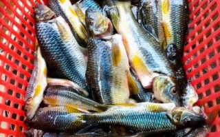 淡水小杂鱼有哪些_常见淡水小杂鱼种类大全