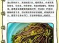 猫爪菜和蕨菜的区别_哪个更好吃