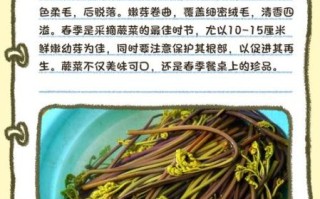 猫爪菜和蕨菜的区别_哪个更好吃