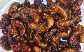 知了怎么吃最好_知了怎么炸才酥脆