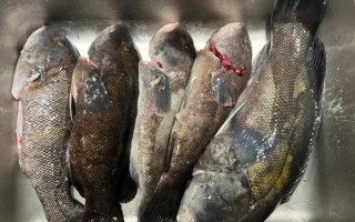 黑斑鱼多少钱一斤_黑斑鱼价格为什么差异大