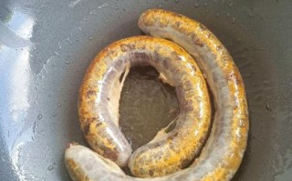 猪血肠热量高吗_猪血肠补血效果怎么样