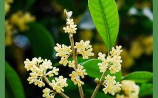 新鲜桂花怎么处理_如何保存桂花香味